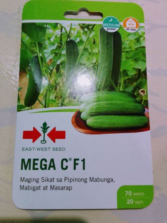 MEGA C F1 HYBRID CUCUMBER SEEDS (70 SEEDS) BY EAST WEST | Lazada PH