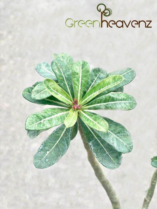 GHZ - Adenium Obesum Live Plant Bunga Kemboja Pokok Ong Feng Shui ...