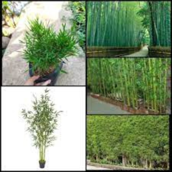 Bibit Tanaman Hias Bambu Jepang / Bambu Jepang Mikro Unik bibit bambu ...