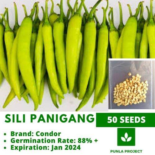 SILI PANIGANG 50 seeds Hybrid Pepper Panigang Best F1 vegetable ...
