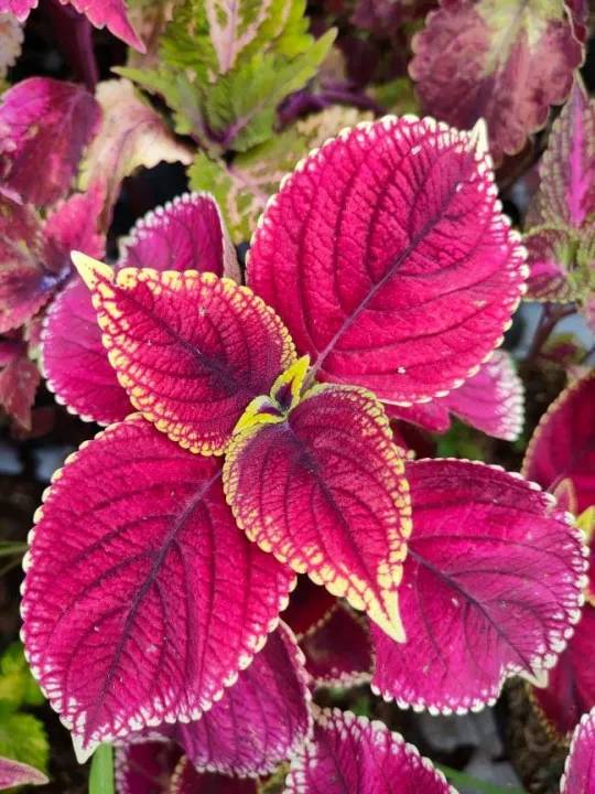 Mayana Coleus Super Red Apple (Rare Mayana) with FREE white plastic pot ...