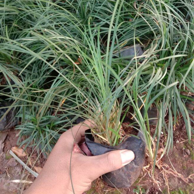 tanaman rumput kucai gondrong - tanaman rumput | Lazada Indonesia