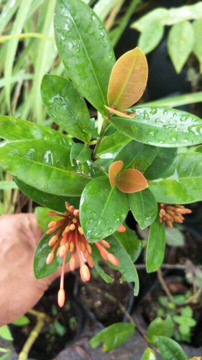 MDC- MDC - Ixora javanica orange flower sapling / Anak pokok Pecah ...