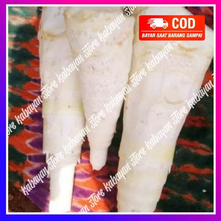 rebung sayur bambu muda 2 kg | Lazada Indonesia