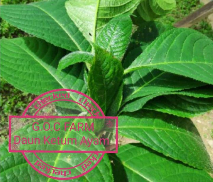 Fresh Pokok Ketum Ayam | Lazada