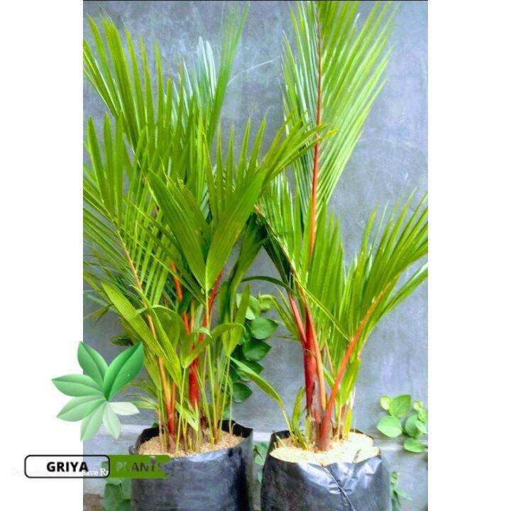 tanaman palem merah dan kuning - bibit palem kuning - tanaman hias ...