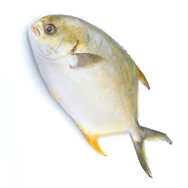 Golden Pampano ~1.3kg | Lazada PH