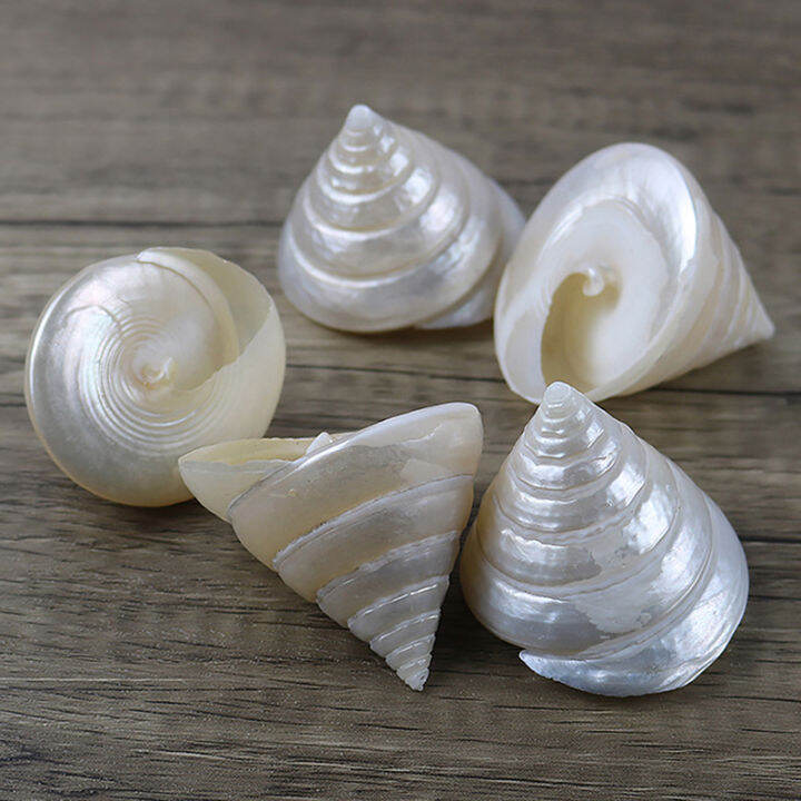 【Youer】 5-6cm Natural Conch Shells Luminous Tower Snail Pearl Tower ...