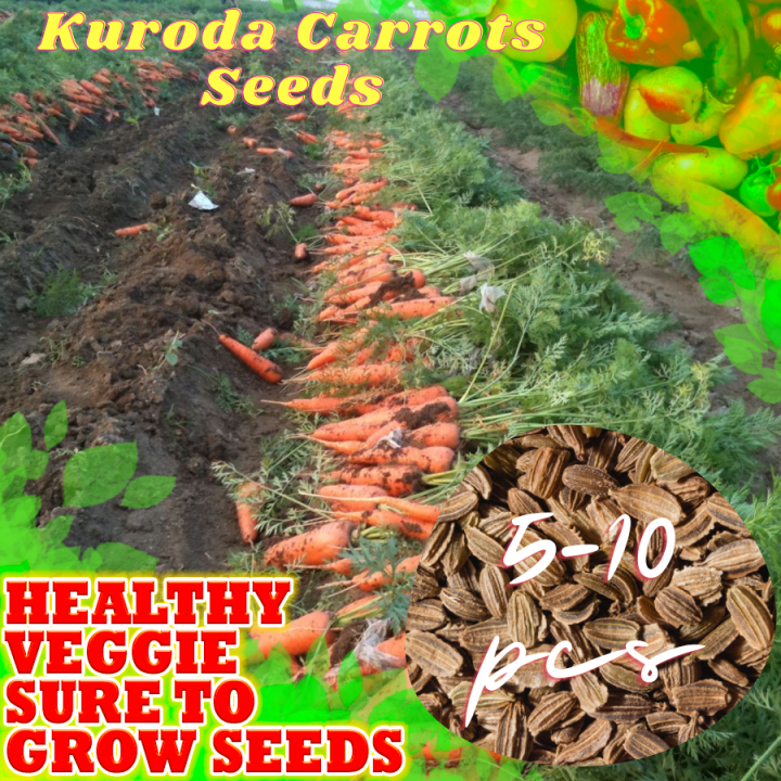 KURODA CARROT SEEDS - 5-10 pcs The roots of Kuroda (Sakata) are uniform ...