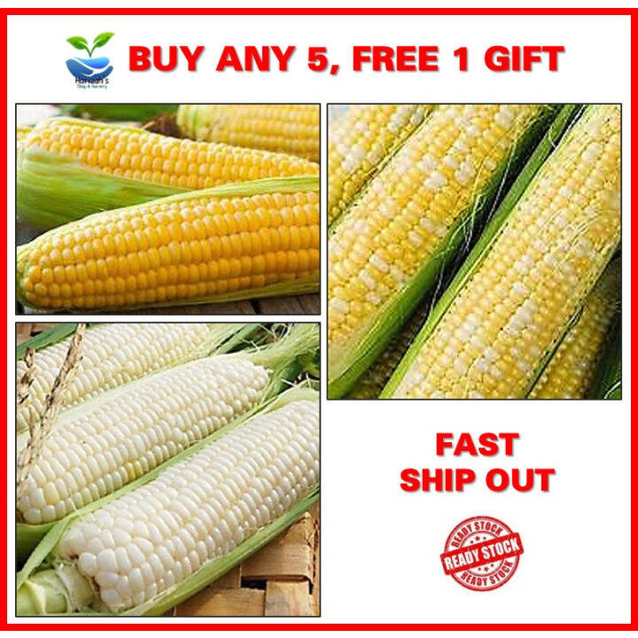 Biji Benih Jagung Mutiara dwi-color , Sugar Rich, Putih Susu Manis ...