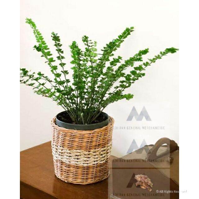 Nephrolepis cordifolia “Duffii” or “Lemon Buttons fern/butterfly fern ...