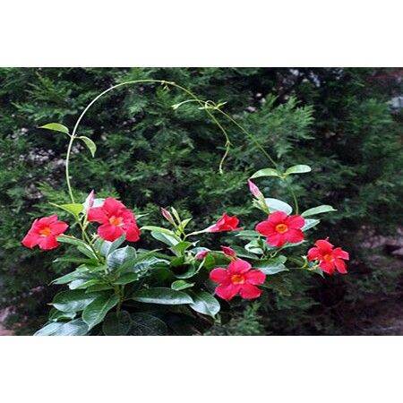 Bonsai ornamental flower seed Mandevilla laxa flower seeds(It's a seed ...