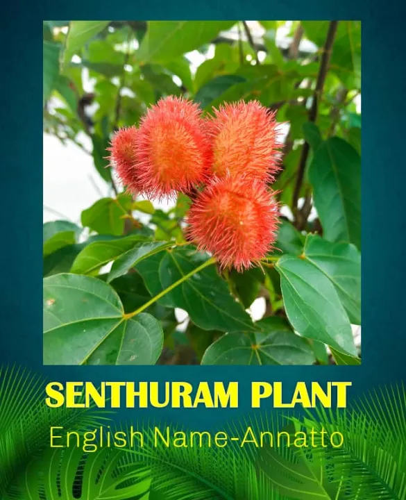 LIVE PLANT SENTHURAM/SINDOOR PLANT | Lazada