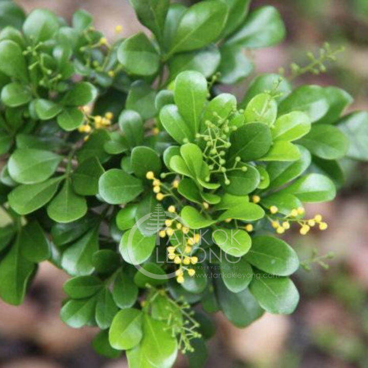 TKL - Outdoor Big Size Aglaia Odorata 50-60cm 室外大型米仔兰 50-60cm | Lazada