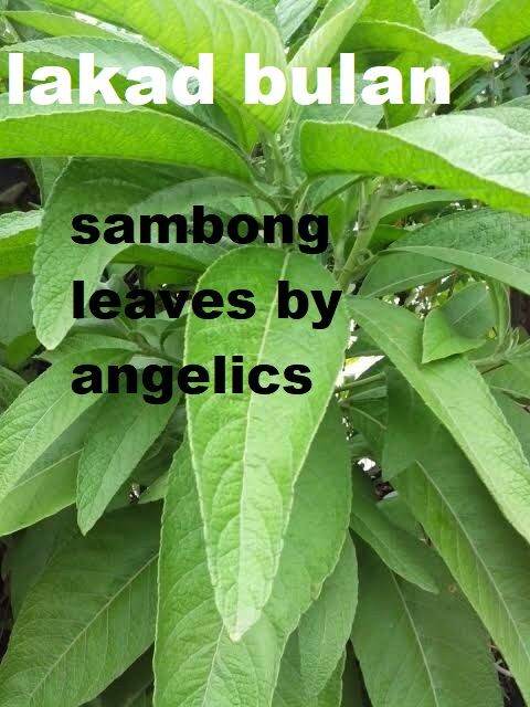 sambong | Lazada PH