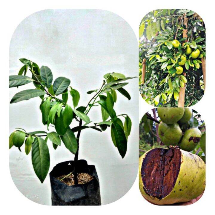 Bibit Tanaman Black Sapote / Sawo Hitam Jumbo hasil STEK OKULASI ASLI ...