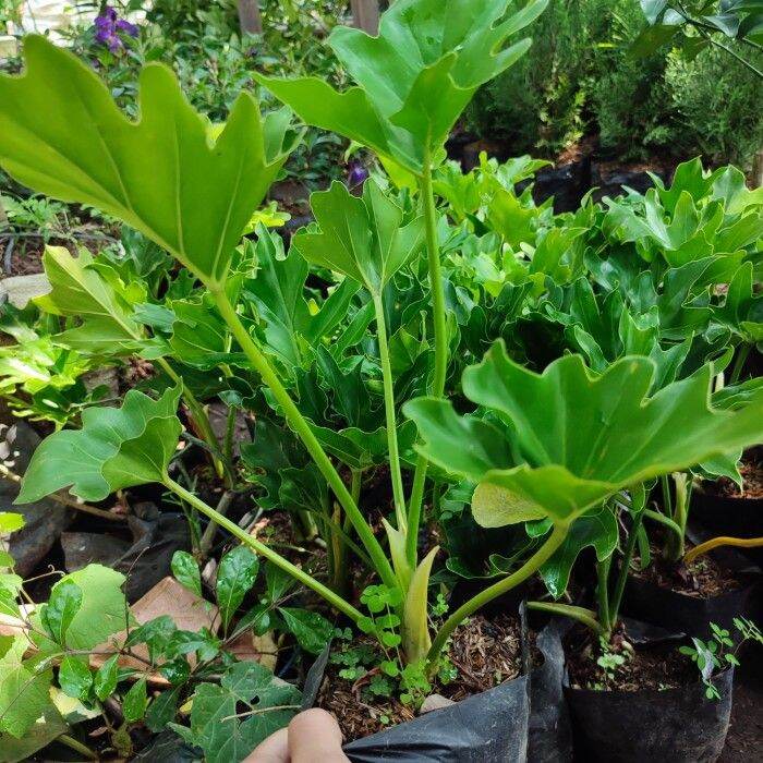 Tanaman Hias Philo Bergerigi-Pohon Hias Philodendron/Pilo Jari | Lazada Indonesia