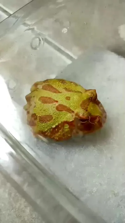 Argentina hornf lox สีสวย เเข็งเเรงมากๆ | Lazada.co.th