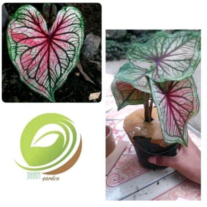bibit pohon tanaman hias daun keladi urat merah-putih-hijau unik dan ...