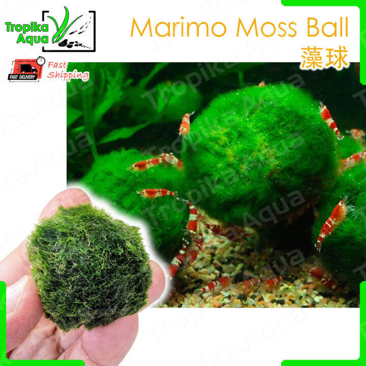 Marimo Moss Ball (Cladophora Aegagropila) 藻球 - aquarium aqua plant fish tank [lowtech][long ...