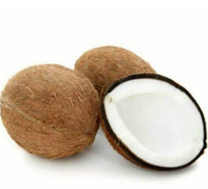 buah kelapa tua 1 butir | Lazada Indonesia