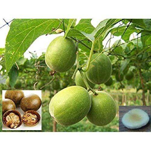 spot seedsDichondra 50pcs Monk Fruit Seeds SNMR | Lazada PH