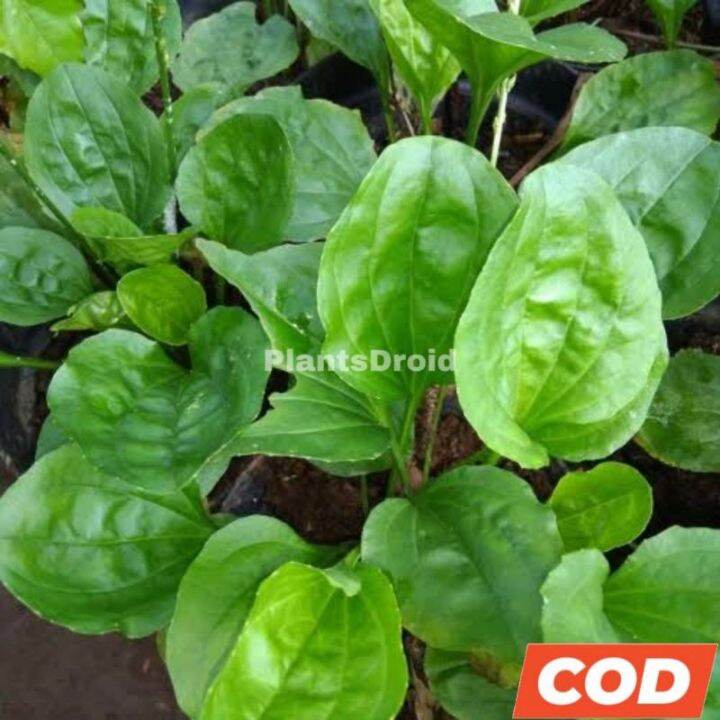 Daun Sendok Segar | Daun Kiurat Tanaman Herbal 100gr | Lazada Indonesia