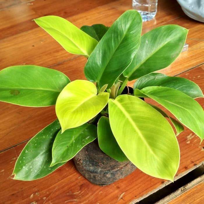 Tanaman hias philodendron lemon - Tanaman philo lemon / Pohon Philo ...