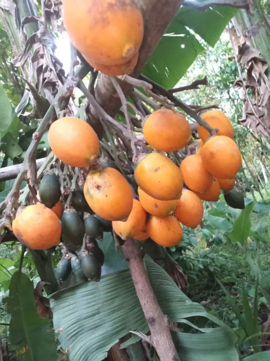 LLC's Herbal medicine Fresh Leaves atis by 100g, Sugar apple leaves ...