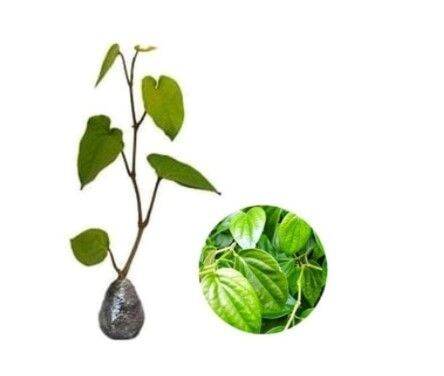 Tanaman hias herbal sirih hijau - tanaman herbal sirih hijau -tanaman ...