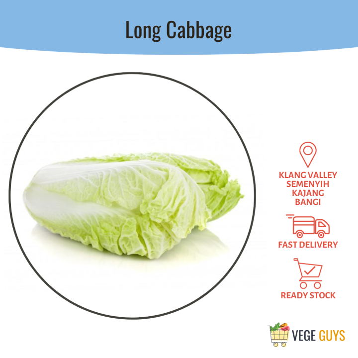 Long Cabbage / Napa Cabbage / Chinese Cabbage 长白菜 (+/- 1kg) | Lazada