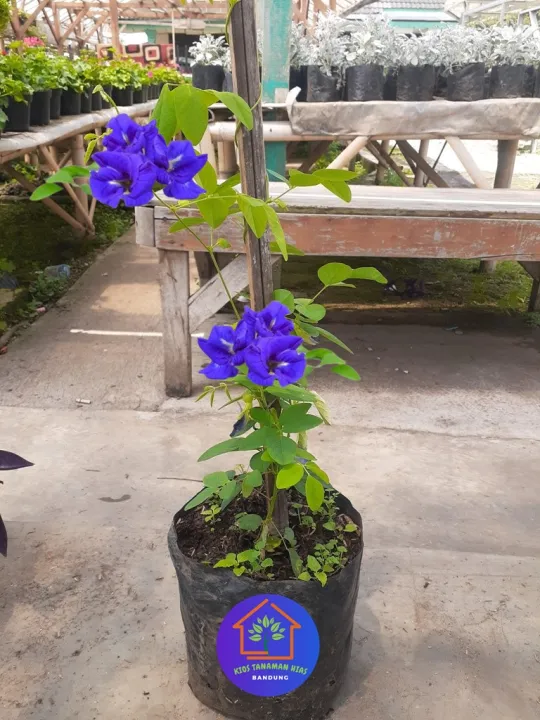 COD Bibit Bunga Telang Tanaman Rambat Hidup Berbunga Cantik Merambat ...