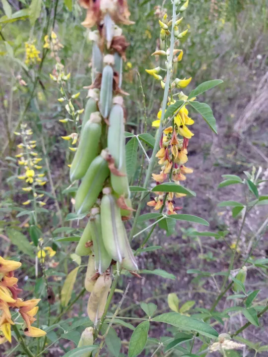 Tanaman orok orok segar 1KG | Lazada Indonesia