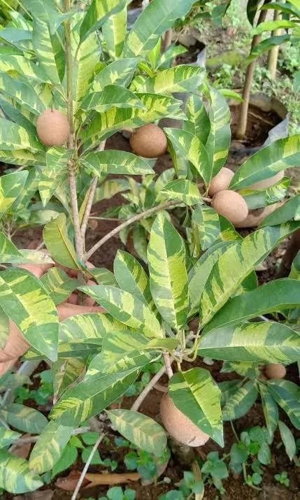 Variegated Chico (1 stock Only) with FREE white plastic pot, pebbles ...