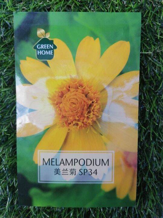 SEEDS / BENIH MELAMPODIUM Flower Seeds / Butter Daisy / Benih Bunga ...