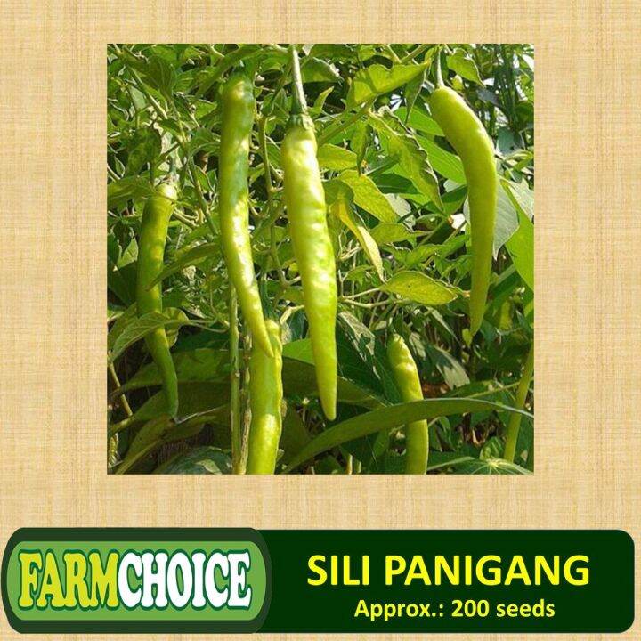 ( 100 seeds ) SILI PANIGANG / Siling Haba / Hot Pepper Green / Bicol Express Chili Seeds | Lazada PH