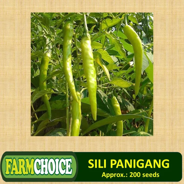 50 Seeds (buy 2 get 1 free) Sili Panigang Siling Haba Hot Pep Green ...