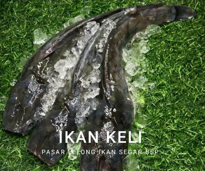 Ikan Keli / Cat fish | Lazada
