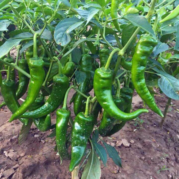 M&A PHC (300 seeds) Green Chilli/Siling Haba/Sili Panigang Seeds ...