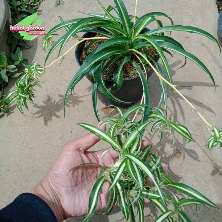 Lily Paris - Chlorophytum comosum - Hebat Garden | Lazada Indonesia