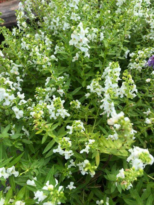 MM- Angelonia White Plant Sapling / Anak Pokok Bunga Angelonia Putih ...