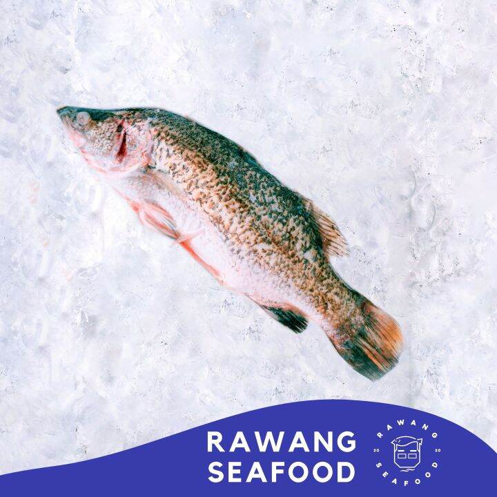Ikan Siakap 600g-800g Seabass Baramundi 石甲鱼 Frozen Fish 冷冻海鲜 新鲜 ...