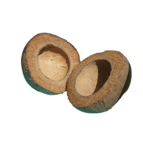 CFI native husk polisher (2 pcs) bunot for sahig floor of school,home ...