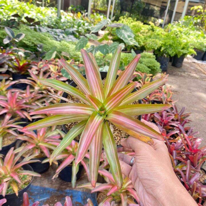 Tanaman hias bromelia tricolor - Pohon bromelia - Bromelia tricolor ...