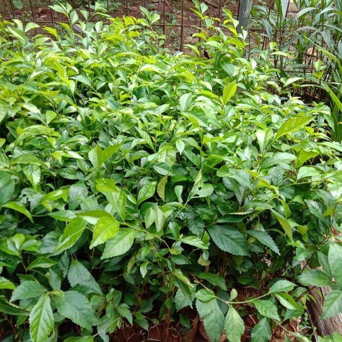 paket 50 polybag tanaman pagar teh tehan pohon pangkas | Lazada Indonesia