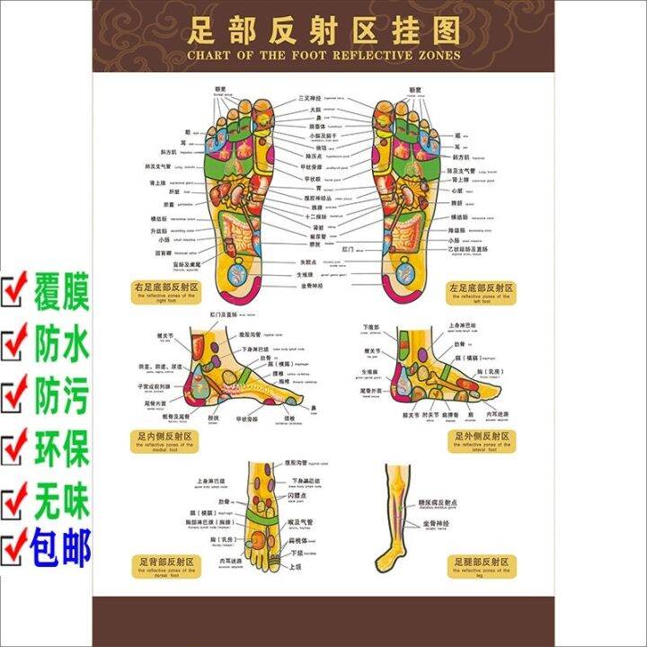 Human Foot Reflex Area Wall Chart Massage Acupoint Picture Treatment ...