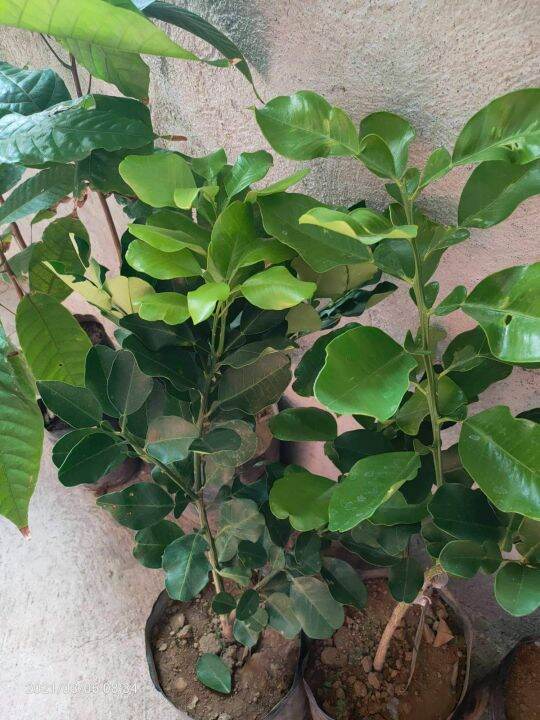 Pomelo / suha (davao ,XL) | Lazada PH