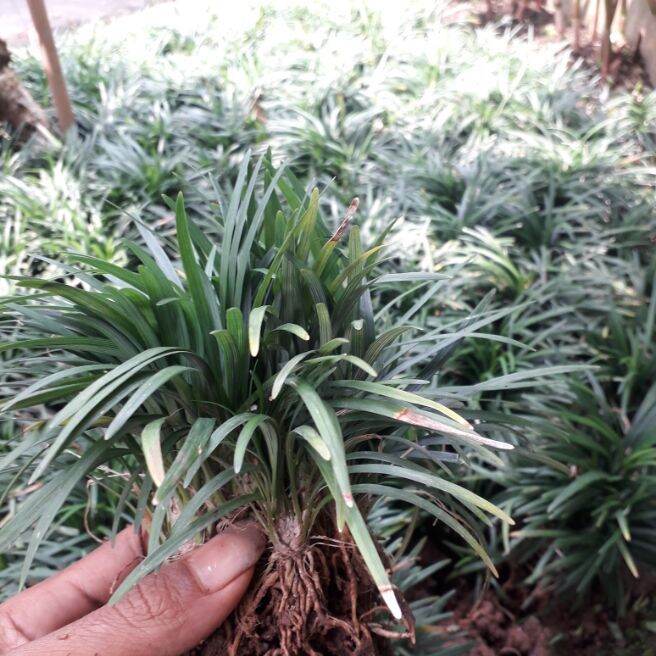 pohon kucai mini | Lazada Indonesia