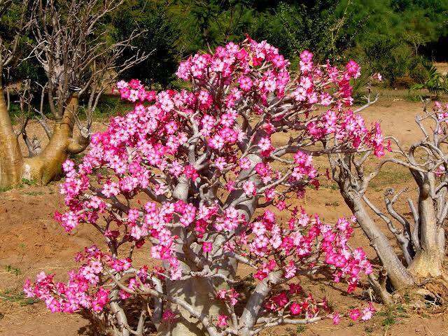 Amefurashi 5 Benih Yak Lop Bu Ri Biji Bunga Adenium Arabicum Cocok ...