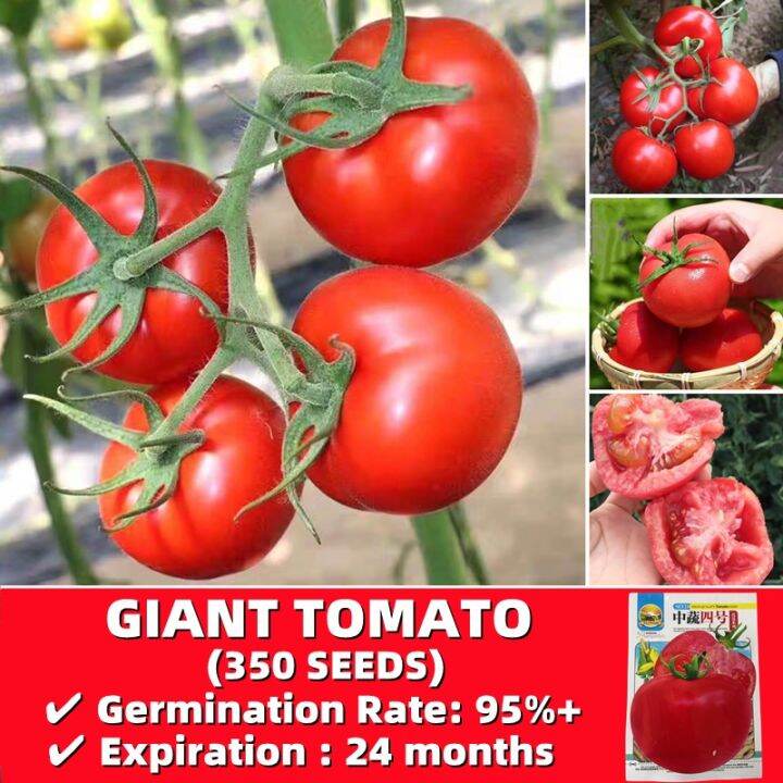 Organic Seeds Easy To Grow In Philippines - 350 Seeds High Yield Giant ...